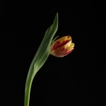 Lisa Creagh Biography – Crane Kalman Brighton