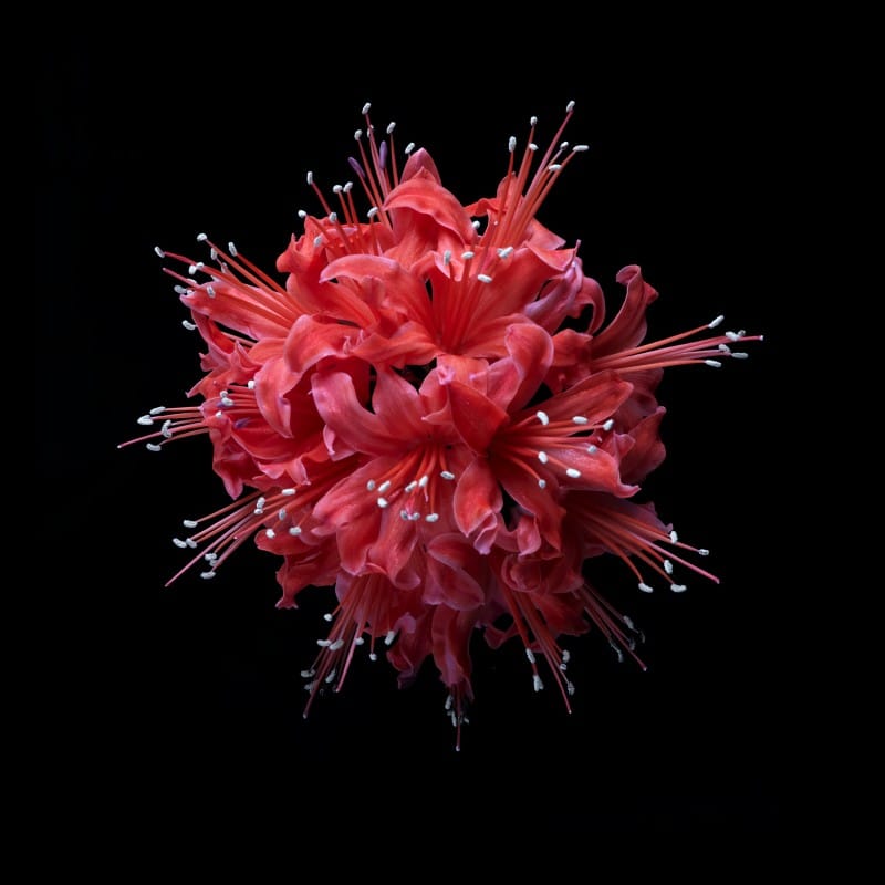 Lisa Creagh Biography – Crane Kalman Brighton