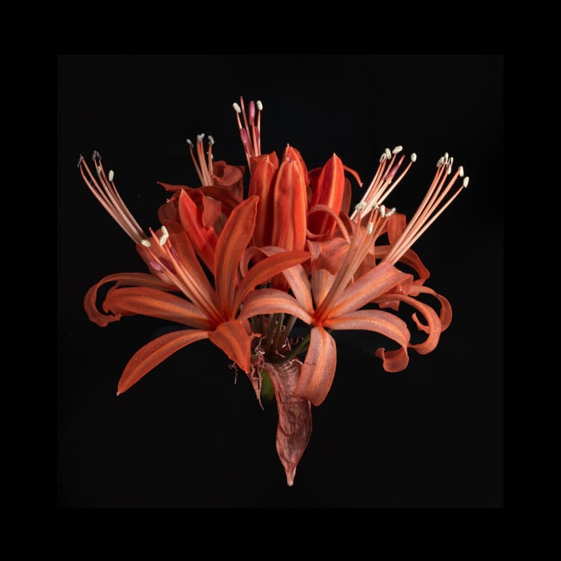 Lisa Creagh Biography – Crane Kalman Brighton