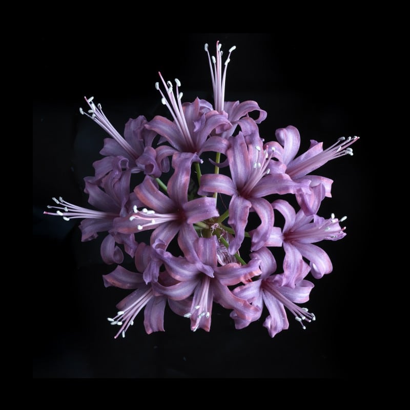 Lisa Creagh Biography – Crane Kalman Brighton