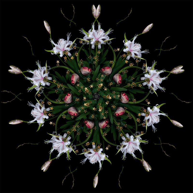 Lisa Creagh Biography – Crane Kalman Brighton