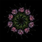 Lisa Creagh Biography – Crane Kalman Brighton