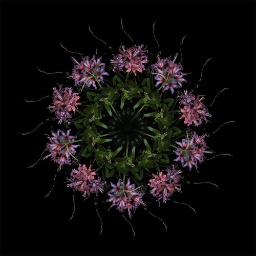 Lisa Creagh Biography – Crane Kalman Brighton