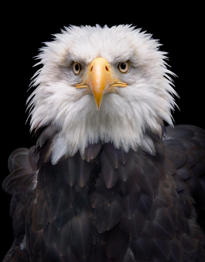 Bald Eagle – Crane Kalman Brighton