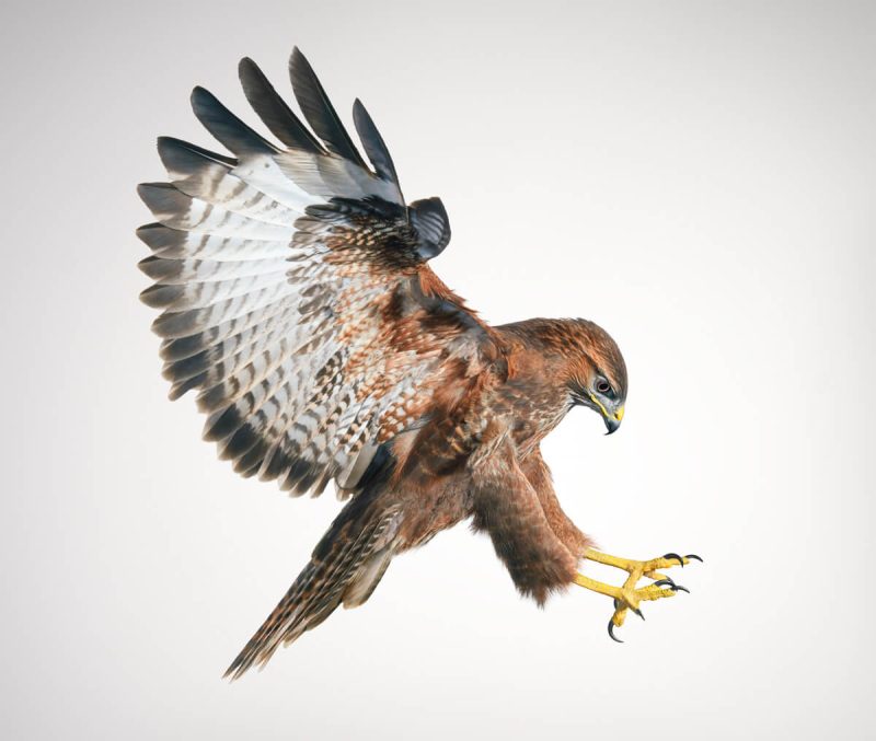 Buzzard – Crane Kalman Brighton