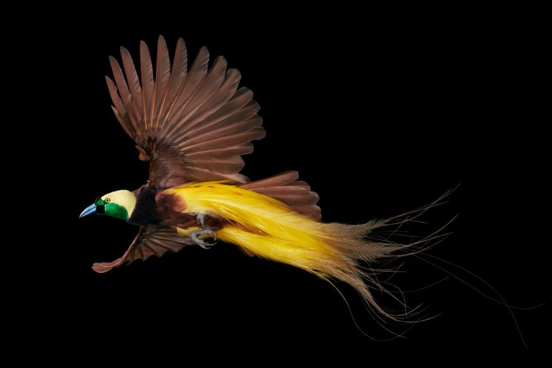 Tim Flach Biography – Crane Kalman Brighton